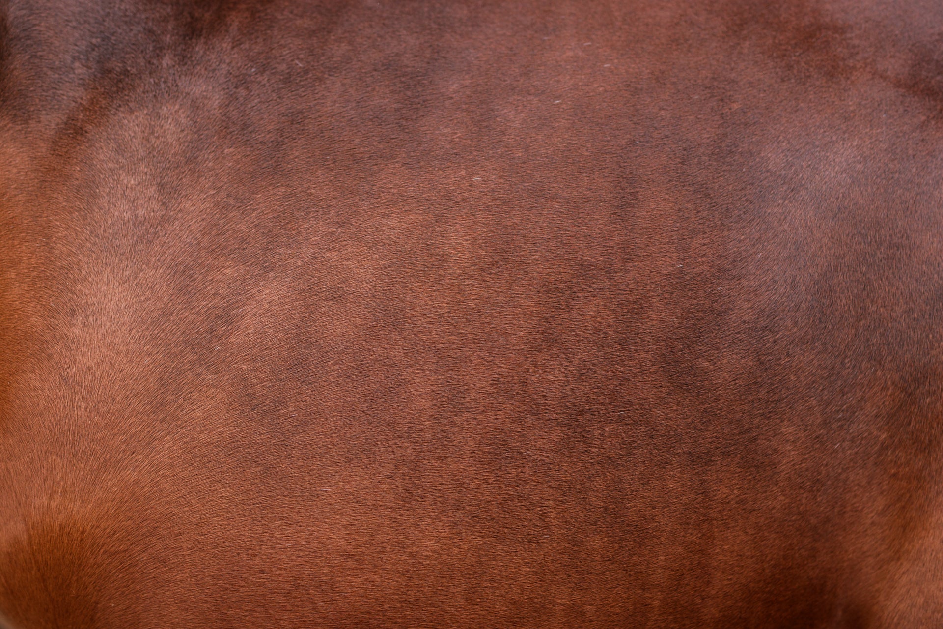 CommonWealth Saddles | Fit for Horse and Rider